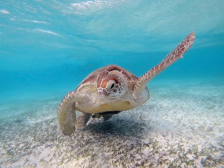 Swimming Pool Models and Options - Evi Pools